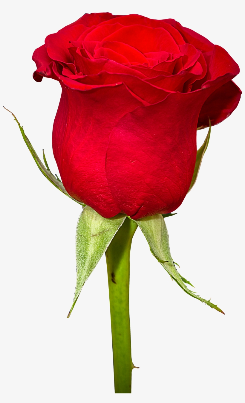 Rose Flowers Png Clipart | Best Flower Site