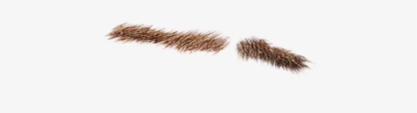 Realistic Mustache Png - Eyelash Extensions PNG Image | Transparent PNG ...