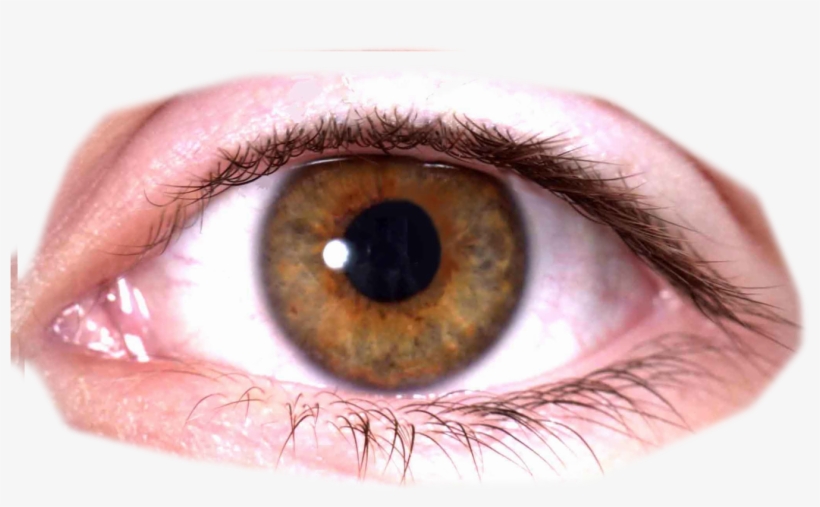 Eye Png - Human Eye Transparent Background PNG Image | Transparent PNG ...