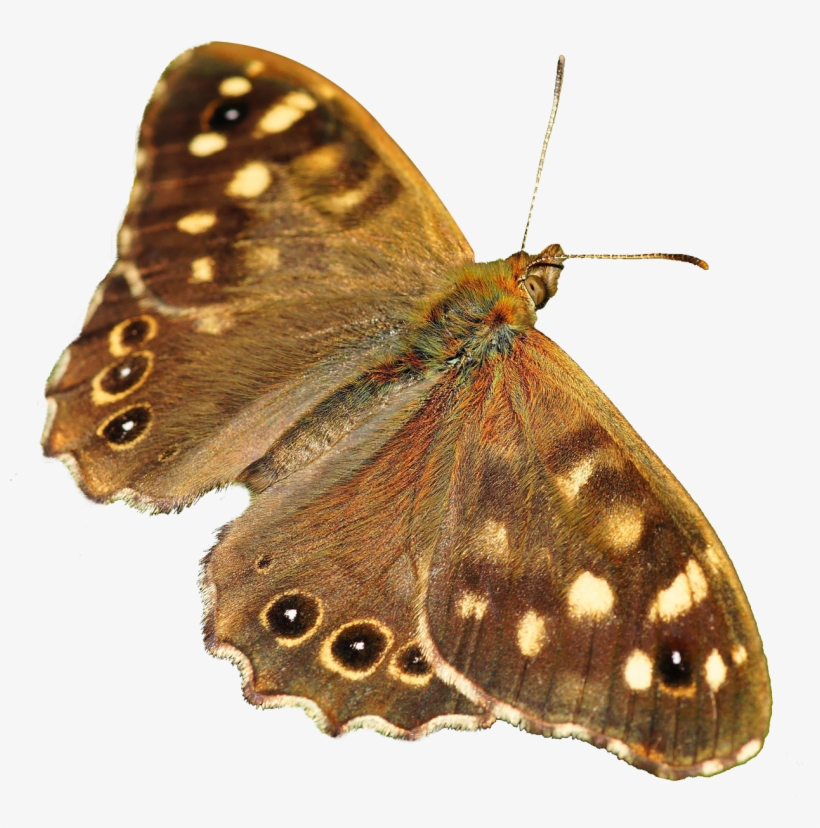 Free Png Butterfly Png Images Transparent - Butterfly Png PNG Image ...