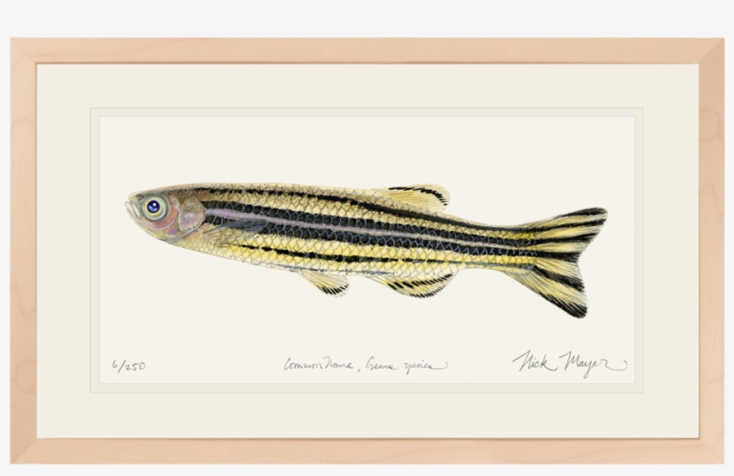 Zebrafish Original Watercolor Painting - Zebrafish Art PNG Image ...