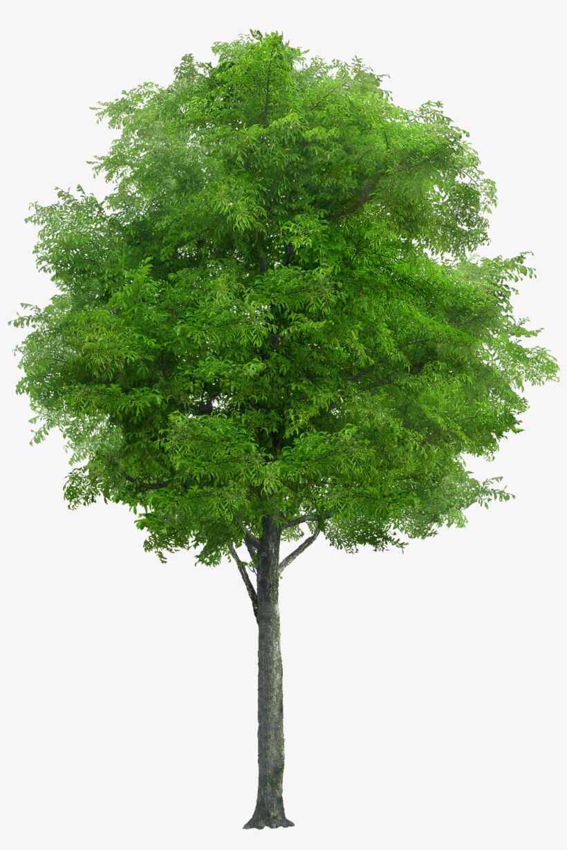Tree Plan Png, Tree Render, Tree Psd, Tree Images, - Free Image Of Tree ...