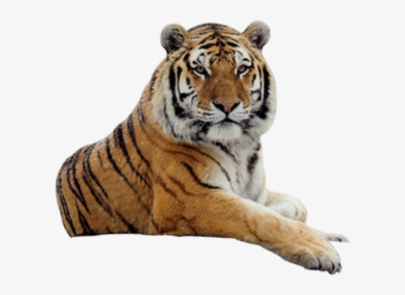 Tiger Png Free Download - Tiger Png PNG Image | Transparent PNG Free ...