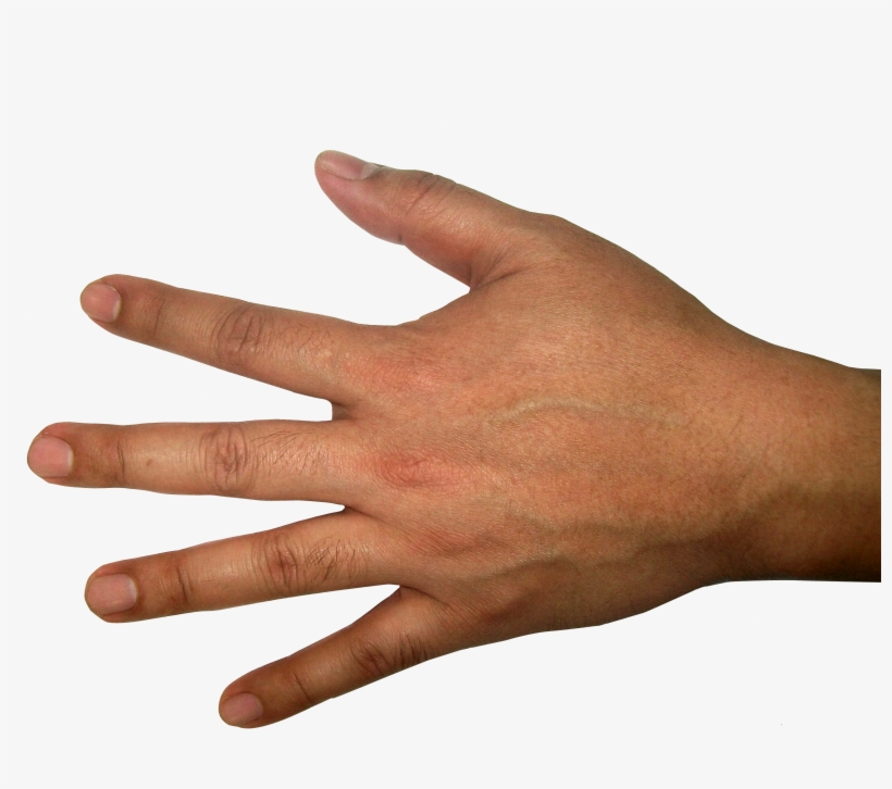 Five Finger Hand Png Image - Hand PNG Image | Transparent PNG Free ...