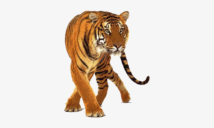 Png Animal PNG Image | Transparent PNG Free Download on SeekPNG