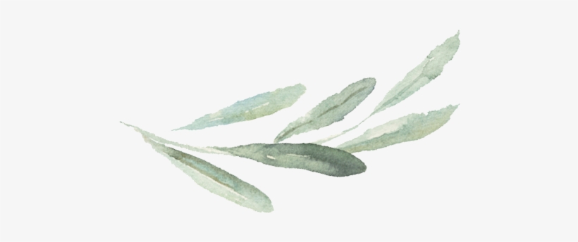 Watercolor Branch - Watercolor Painting PNG Image | Transparent PNG ...