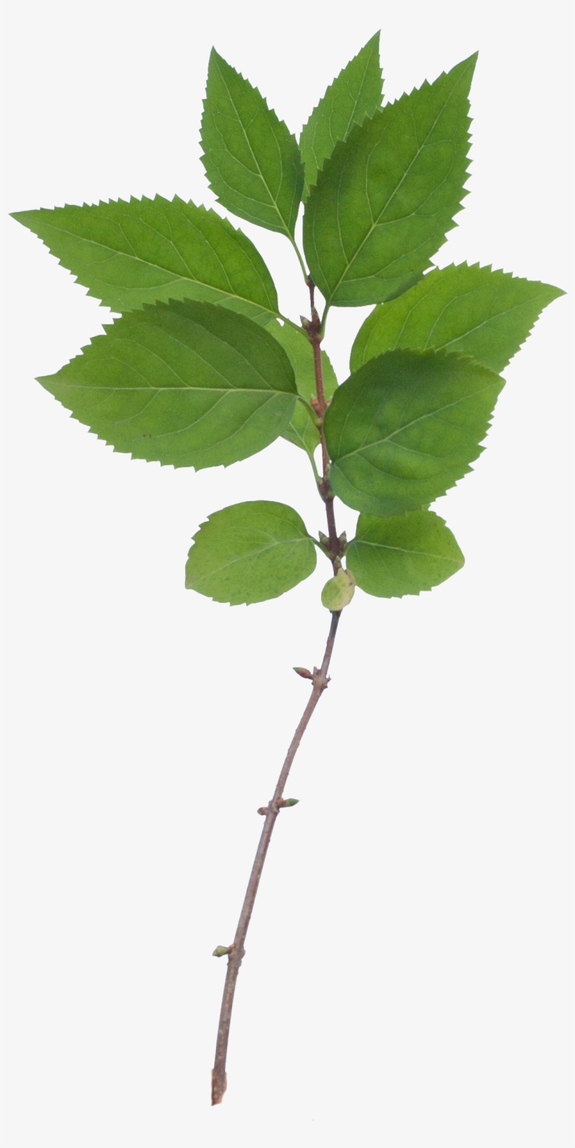 Vector Black And White Stock Paramecij - Tree Branch Texture Png PNG ...