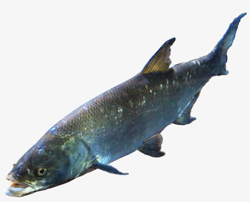 Fish 7 - Fish Png PNG Image | Transparent PNG Free Download on SeekPNG