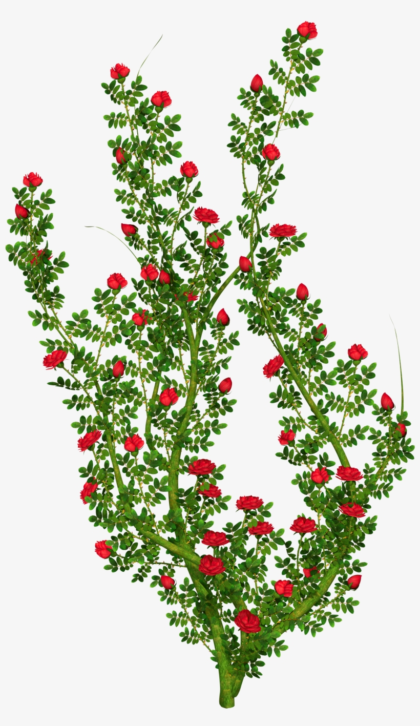 Rose Bush Png
