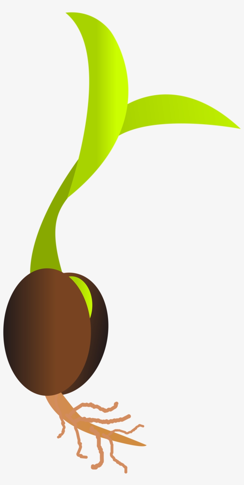 Clip Art Freeuse Library Roots Clipart Plant Seed - Sprout Clipart PNG ...