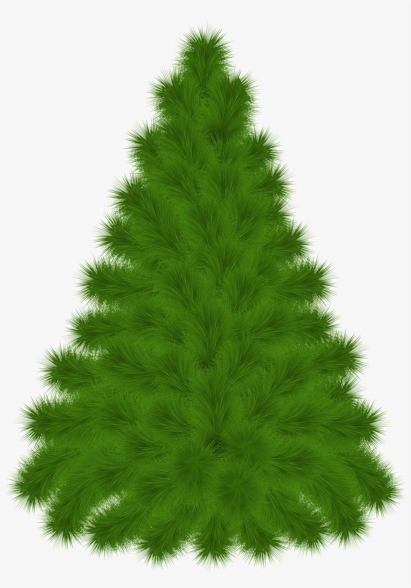 Download Cypress Tree Png | Transparent PNG Download | SeekPNG