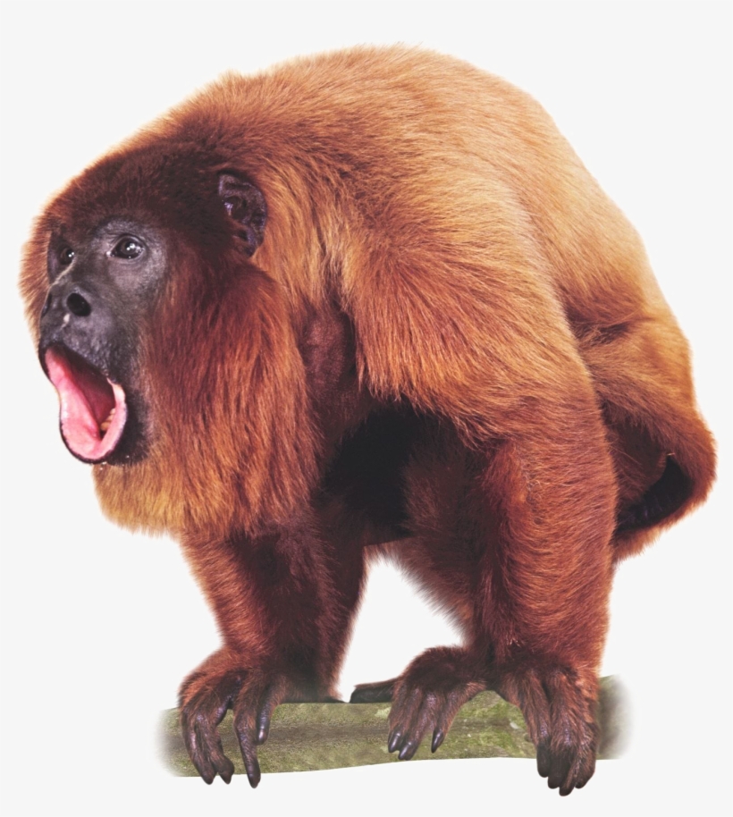 Download Monkey Png Image With Transparent Background - Howler Monkey ...