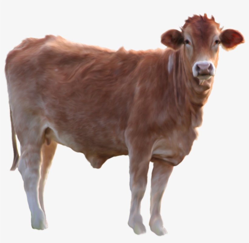 Cow Icon PNG Image | Transparent PNG Free Download on SeekPNG