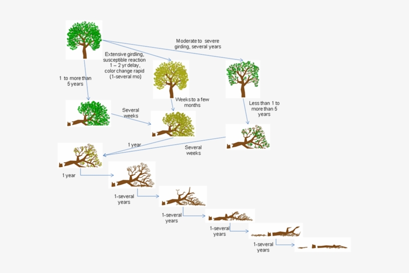 Figure 2-2b Paths Of Sod Disease Progress And Eventual - Diagram PNG ...