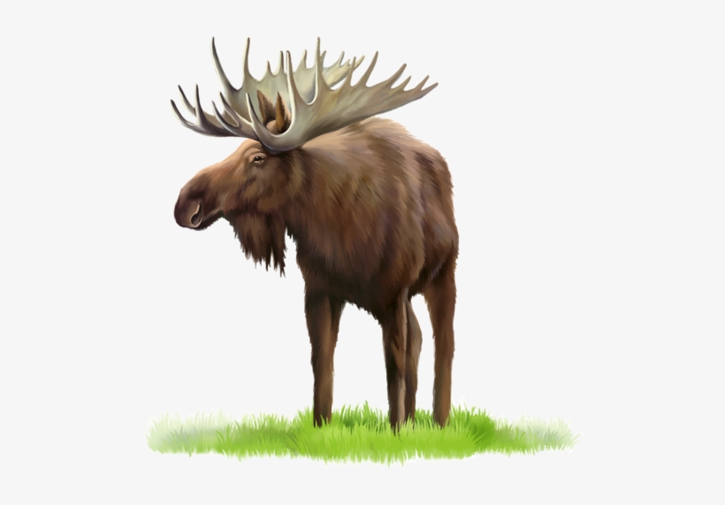 Visit - Moose Png PNG Image | Transparent PNG Free Download on SeekPNG