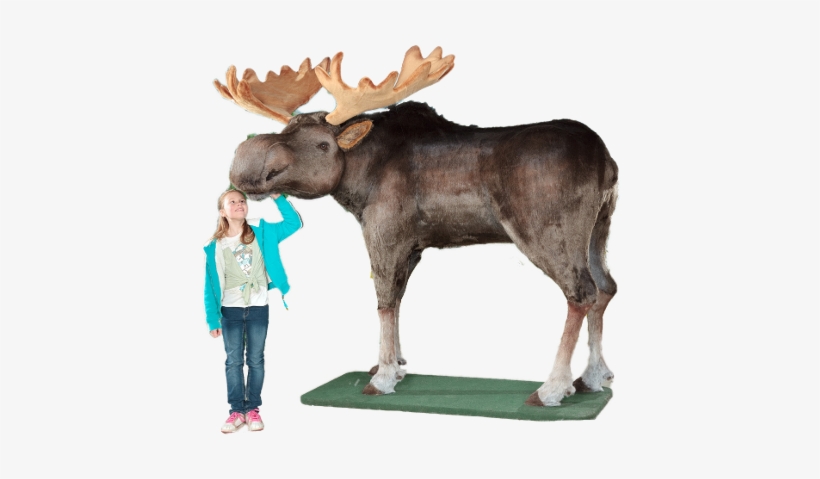 Giant Life Sized Faux Display Moose Huge Life Like - Statue PNG Image ...