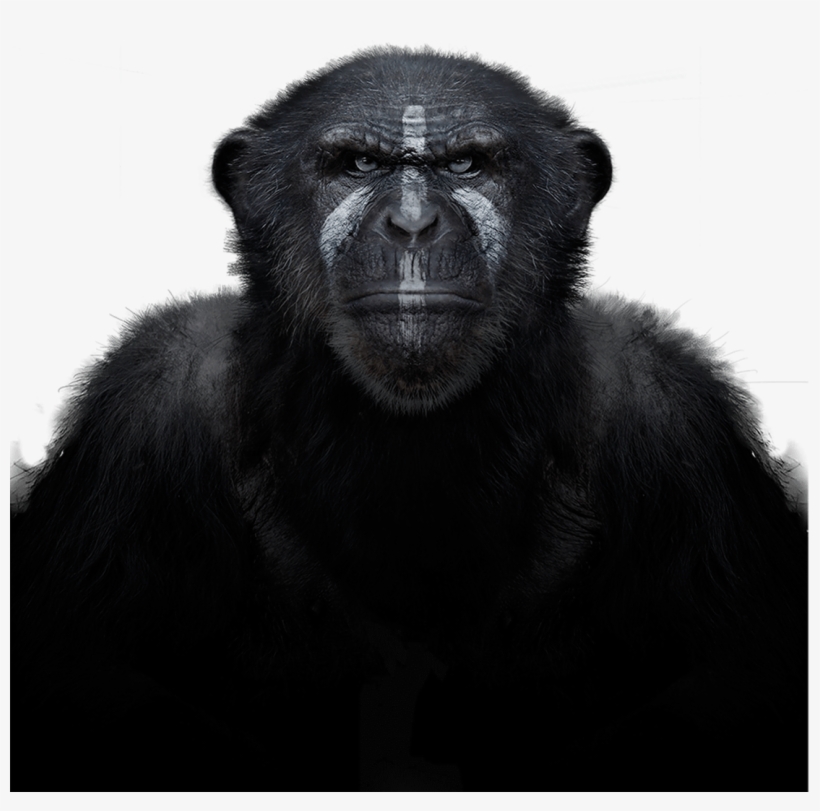 Home - Chimp-websiteform - Chimpanzee PNG Image | Transparent PNG Free ...