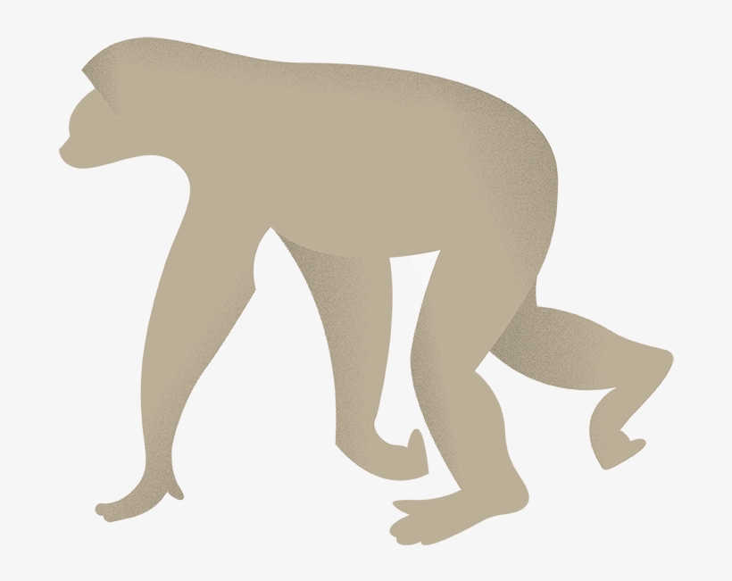Chimp - Chimpanzee PNG Image | Transparent PNG Free Download on SeekPNG