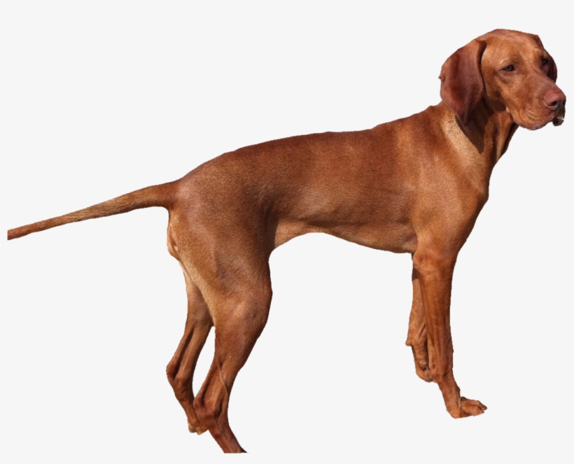 Transparent Dog Png Images (id 18723) - Vizsla Png PNG Image ...