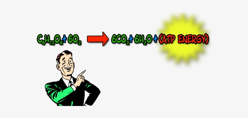 Image Of Cell Respiration Equation - Cellular Respiration Clip Art PNG ...