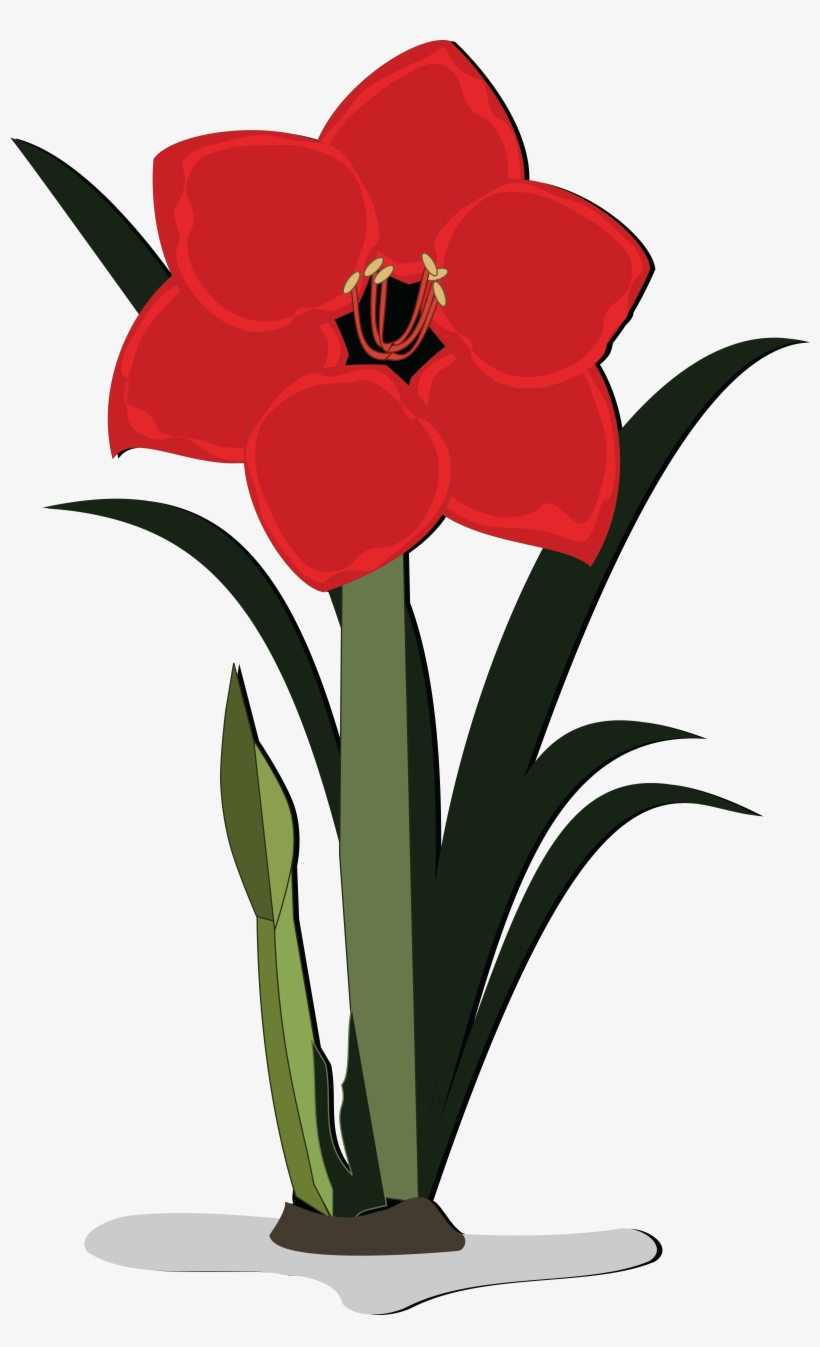 Download , , - Amaryllis Flower Clipart | Transparent PNG Download ...