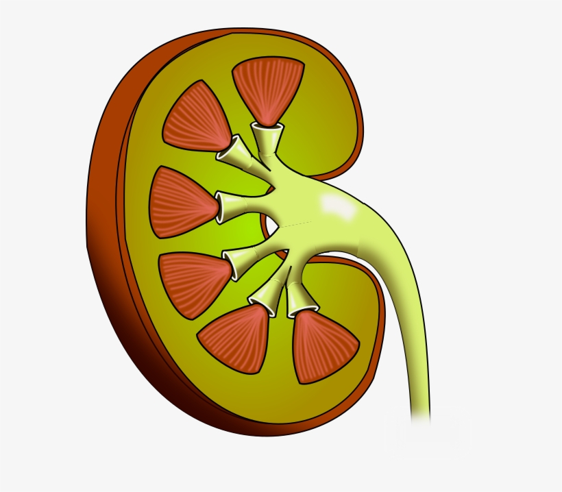 Kidney Noblood - Kidney PNG Image | Transparent PNG Free Download on ...