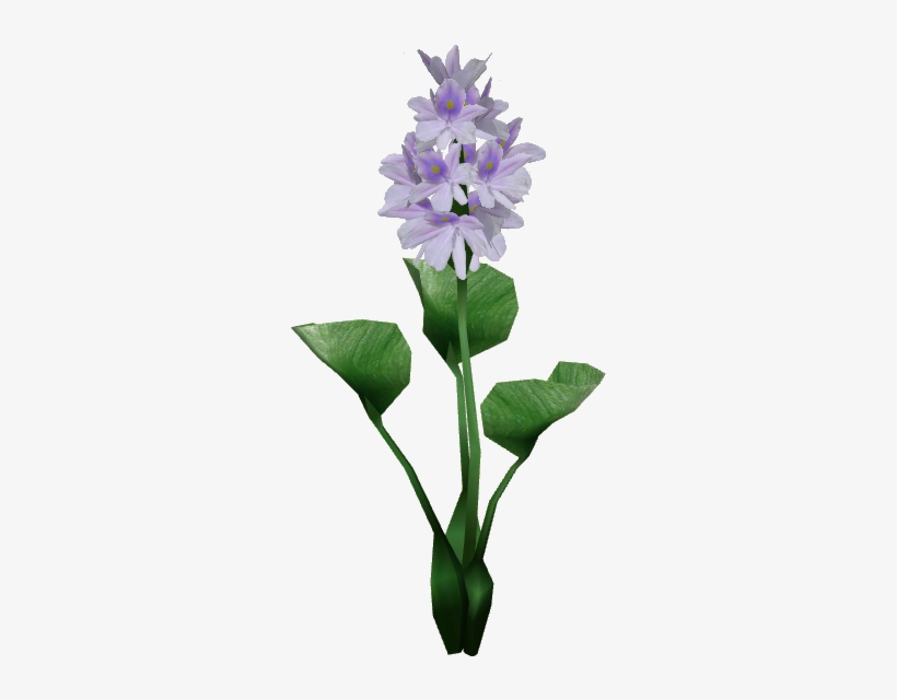 Water Hyacinth Drawing