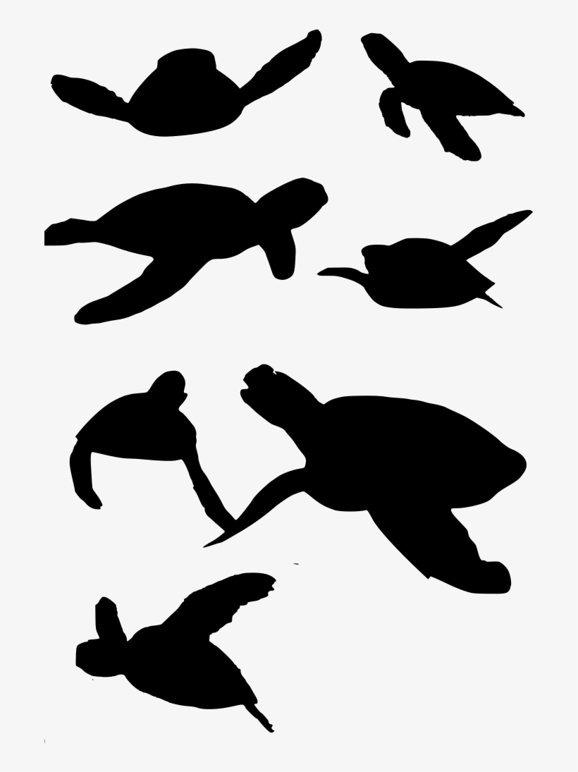Download Png - Turtle PNG Image | Transparent PNG Free Download on SeekPNG