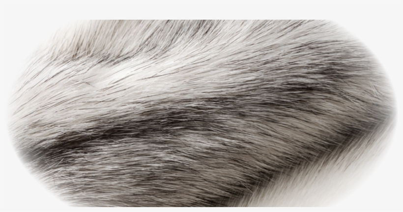 White Fur - Fur PNG Image | Transparent PNG Free Download on SeekPNG