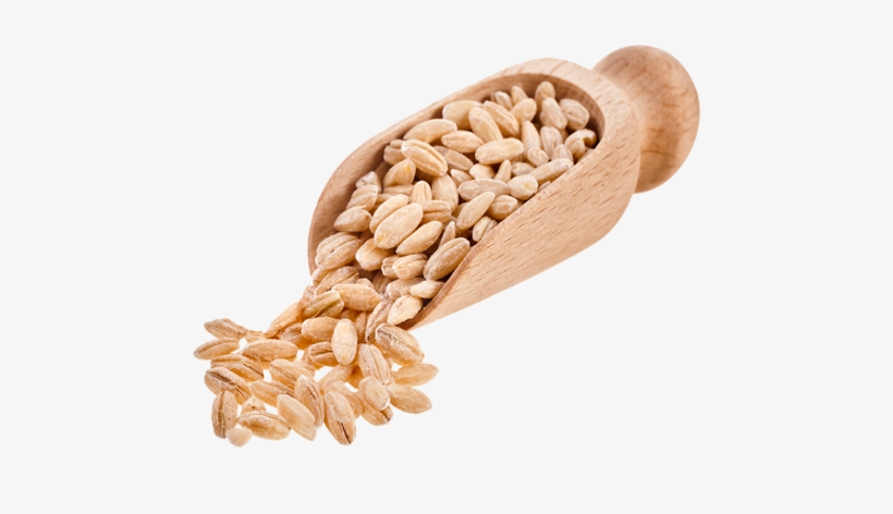 Barley Png Free Download - Barley Png PNG Image | Transparent PNG Free ...