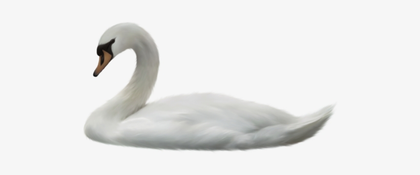Download - Swans Png PNG Image | Transparent PNG Free Download on SeekPNG