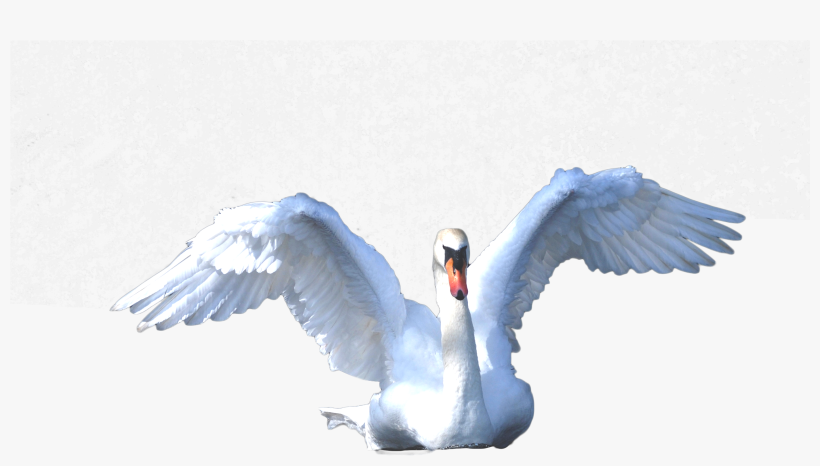 Transparent Background Swimming Png PNG Image | Transparent PNG Free ...