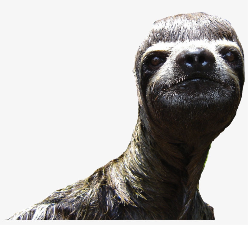 Sloths Funny Tumblr - Corte De Cabelo Bicho Preguiça PNG Image ...