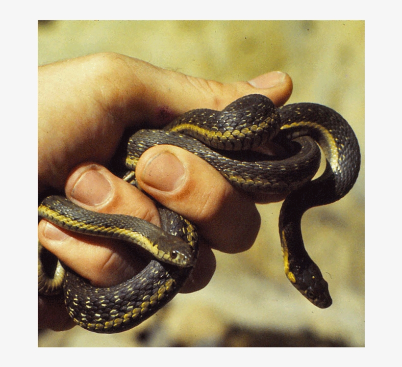 Ribbon Snake PNG Image | Transparent PNG Free Download on SeekPNG