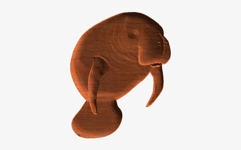 Manatee PNG Image | Transparent PNG Free Download on SeekPNG
