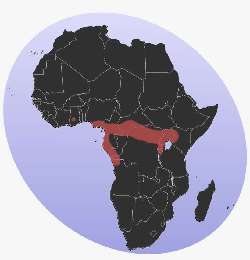 P-africa Gold's Tree Cobra Area - Liberia In Africa Map PNG Image ...