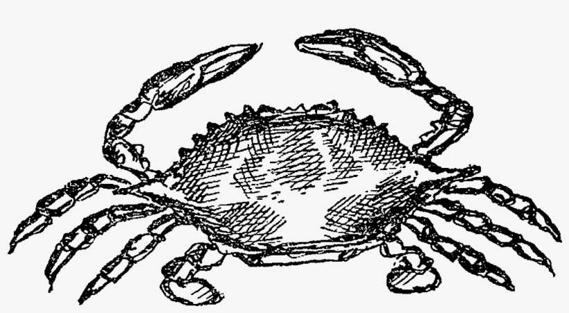 Digital Crab Sealife Downloads - Crab Png Illustration PNG Image ...