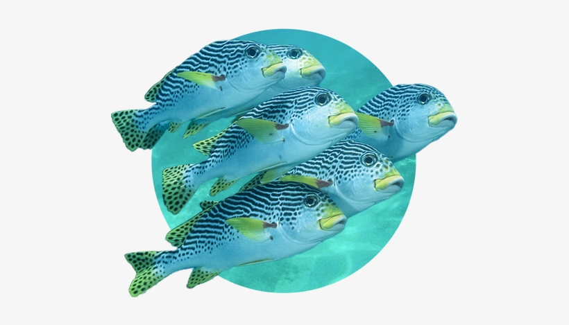Marine Biology PNG Image | Transparent PNG Free Download on SeekPNG