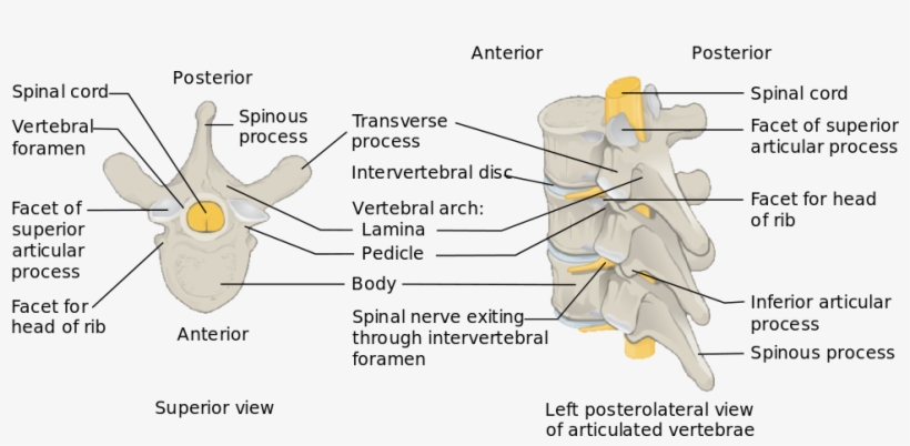 Spinal Cord Levels - Vertebral Column PNG Image | Transparent PNG Free ...