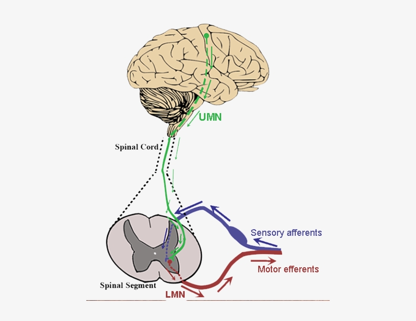 Upper Motor Neurons From The Brain Synapse Onto Lower - Reflex Arc ...