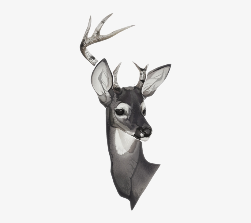 Transparent Deer - Drawn Deer PNG Image | Transparent PNG Free Download ...