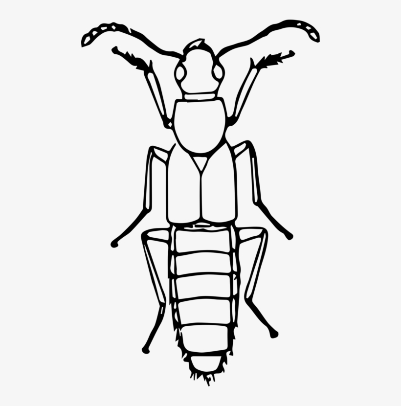 Ladybird Beetle Drawing Line Art True Bugs - Line Drawing Of A Bug PNG ...