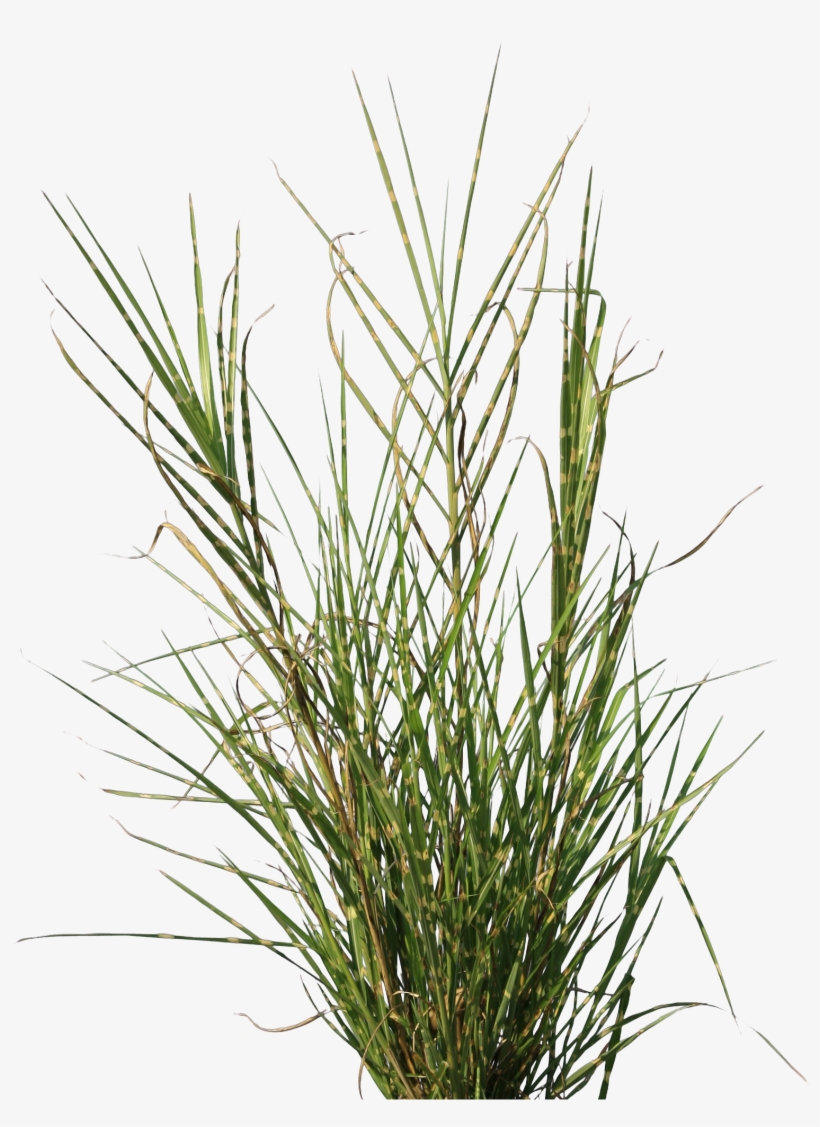 Download Grass Texture Png Picture Freeuse Stock - Grass Plant Texture ...