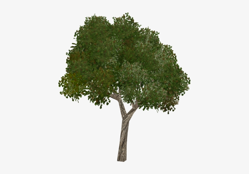 Brazilian Pepper Tree - Oak Tree PNG Image | Transparent PNG Free ...