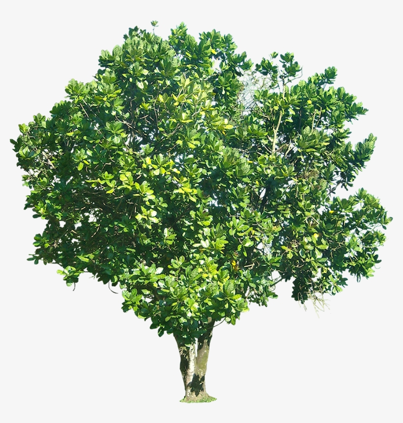 Download Transparent Tree - Fruit Tree With Transparent Background ...