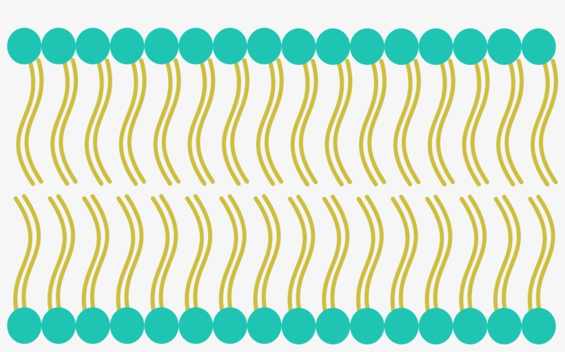 Download This Free Icons Png Design Of Cell Membrane | Transparent PNG ...