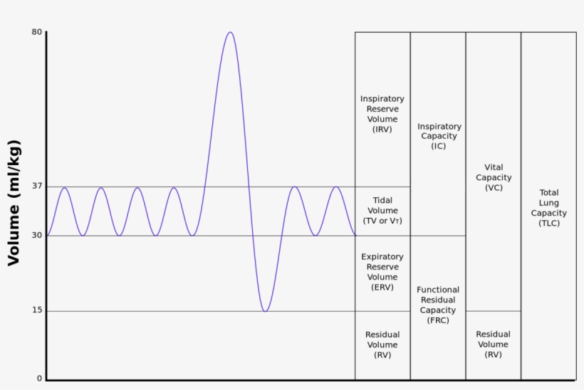 Spirograph Biology PNG Image | Transparent PNG Free Download on SeekPNG