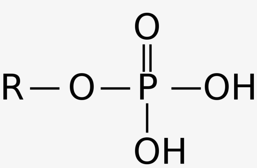 Download Open - Phosphate Group | Transparent PNG Download | SeekPNG