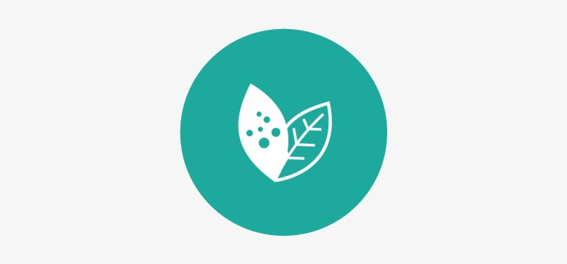 Download Supp Leaf Icon - Icon | Transparent PNG Download | SeekPNG