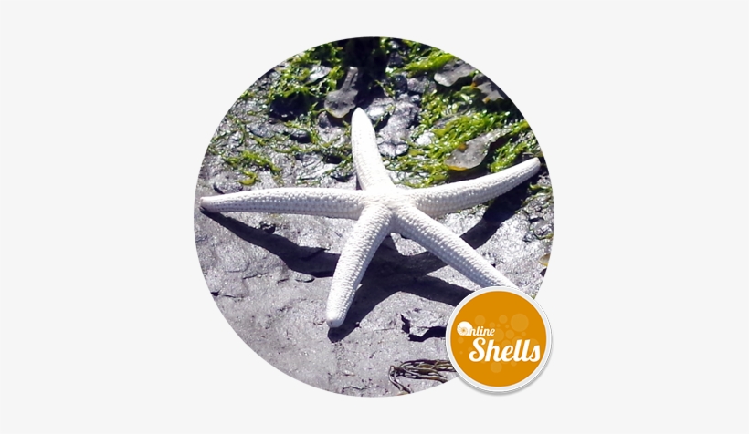 White Starfish Png Starfish Bleached Large 20-22 - Online Shells PNG ...